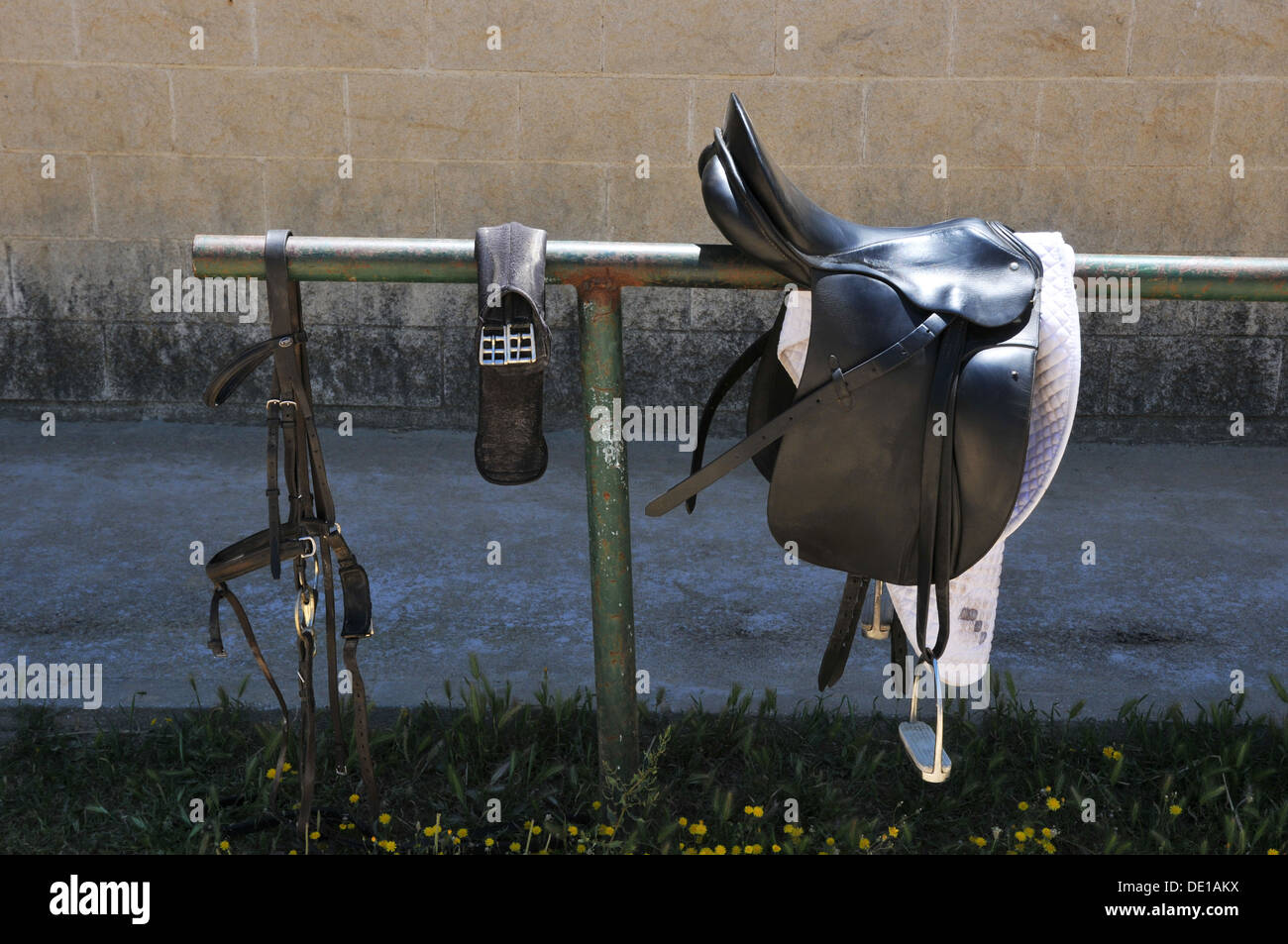 Leather saddle, halter and girth strap on iron bar Stock Photo - Alamy