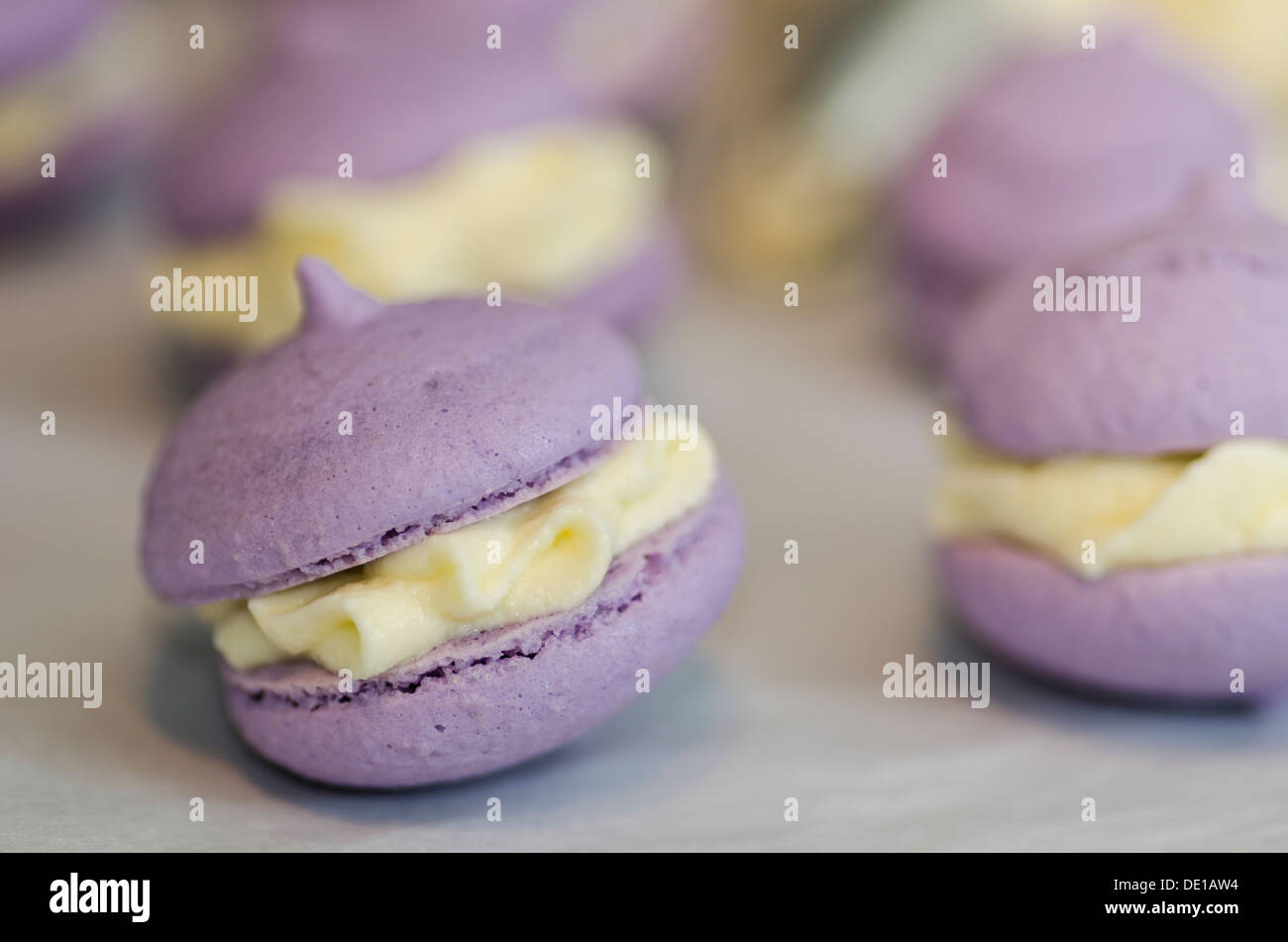Closeup of a colourful purple macaroon or macaron with creamy filling ...