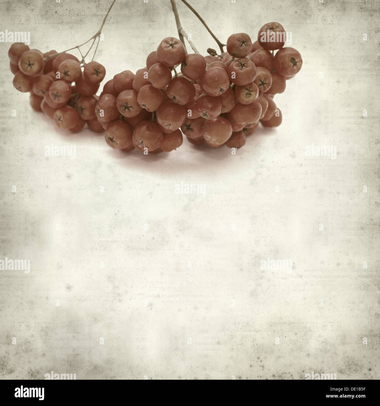 textured old paper background with ash berries cluster Stock Photo - Alamy