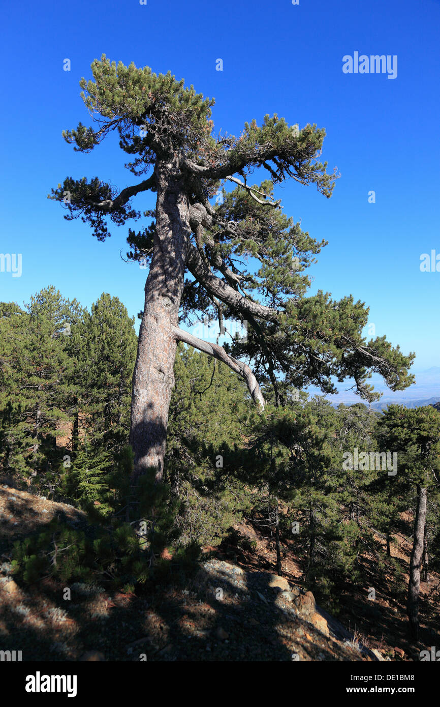 Cyprus trees hi-res stock photography and images - Alamy