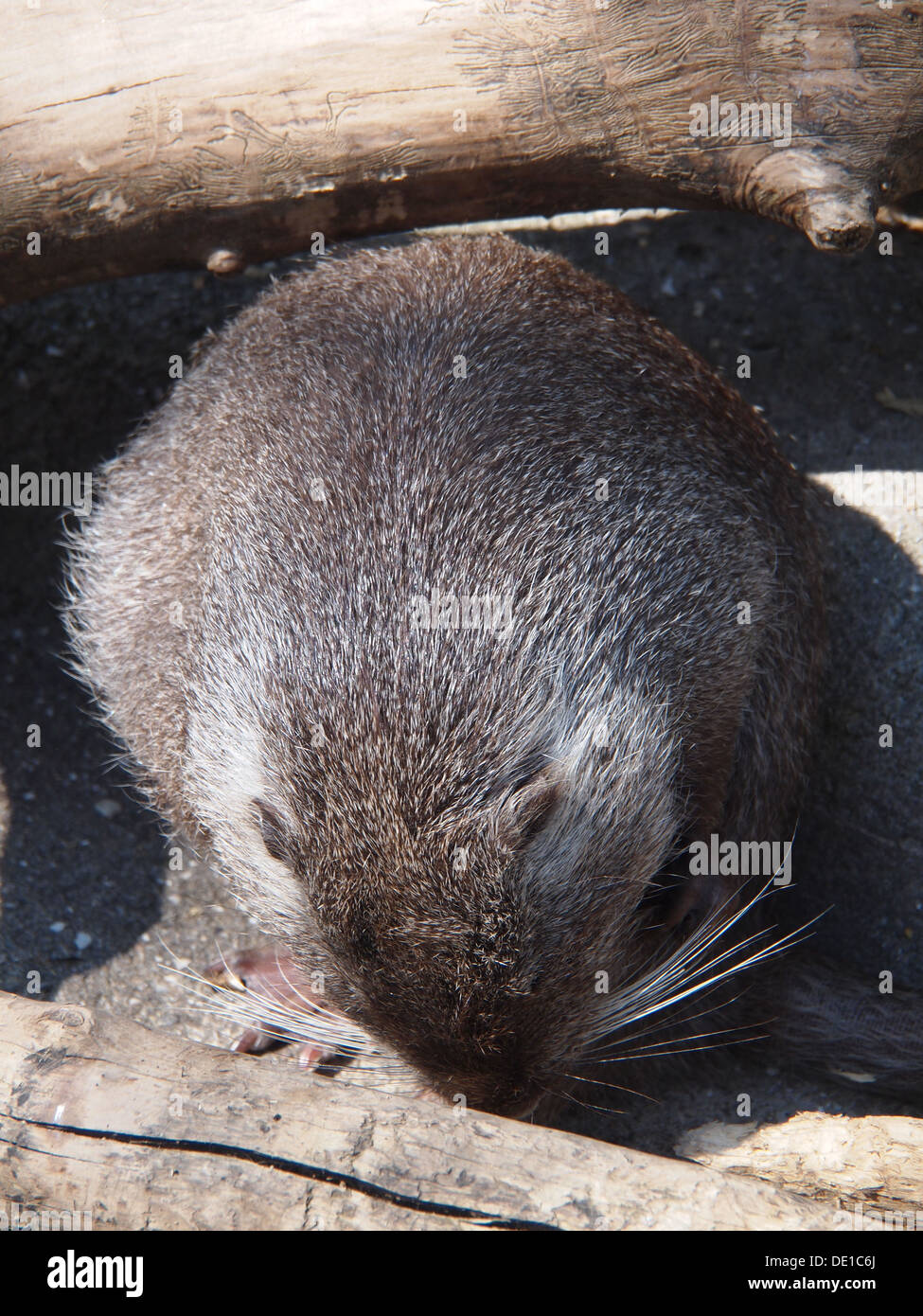 Gopher wood hi-res stock photography and images - Alamy