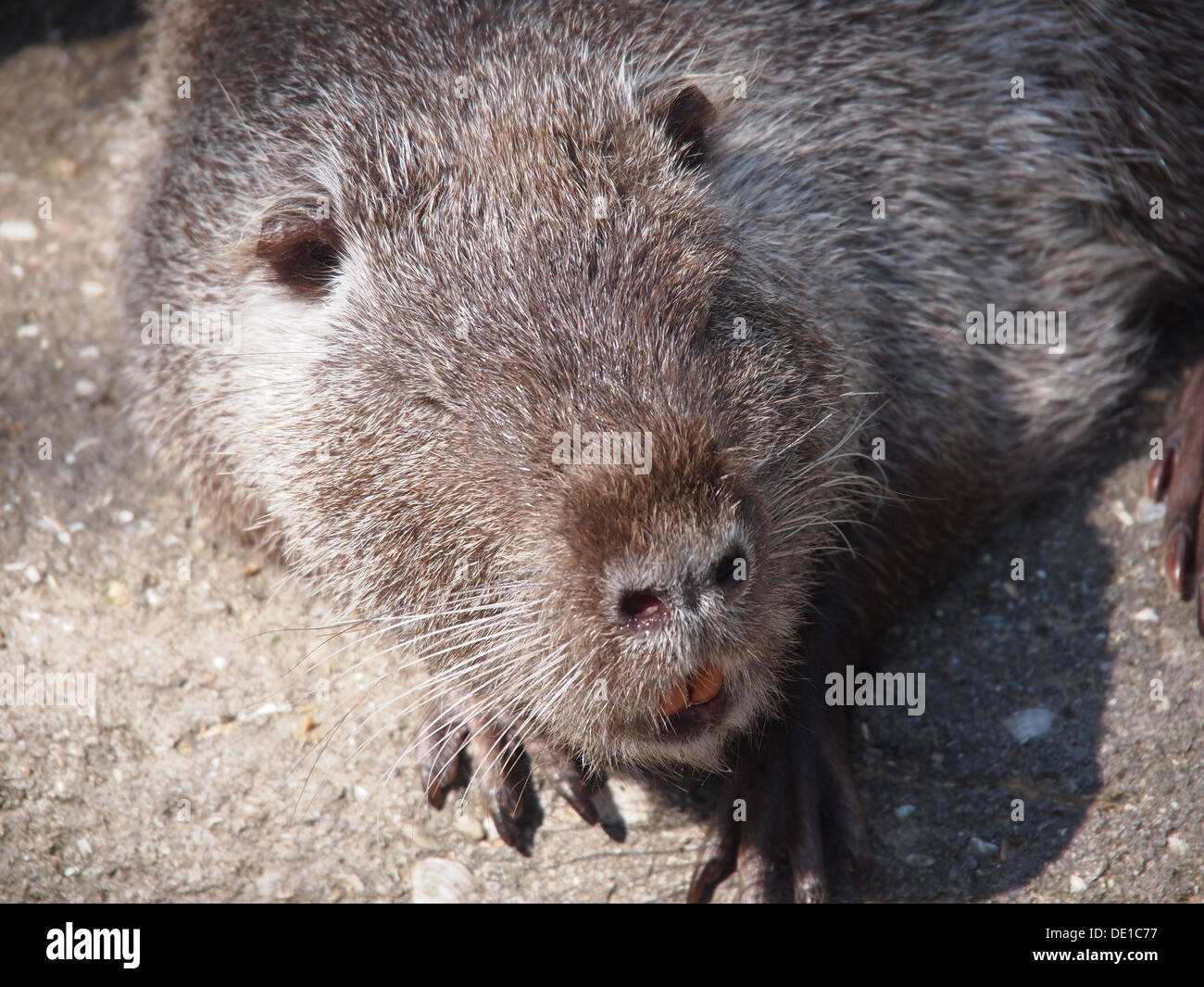 Portrait of a nutria Stock Photo - Alamy