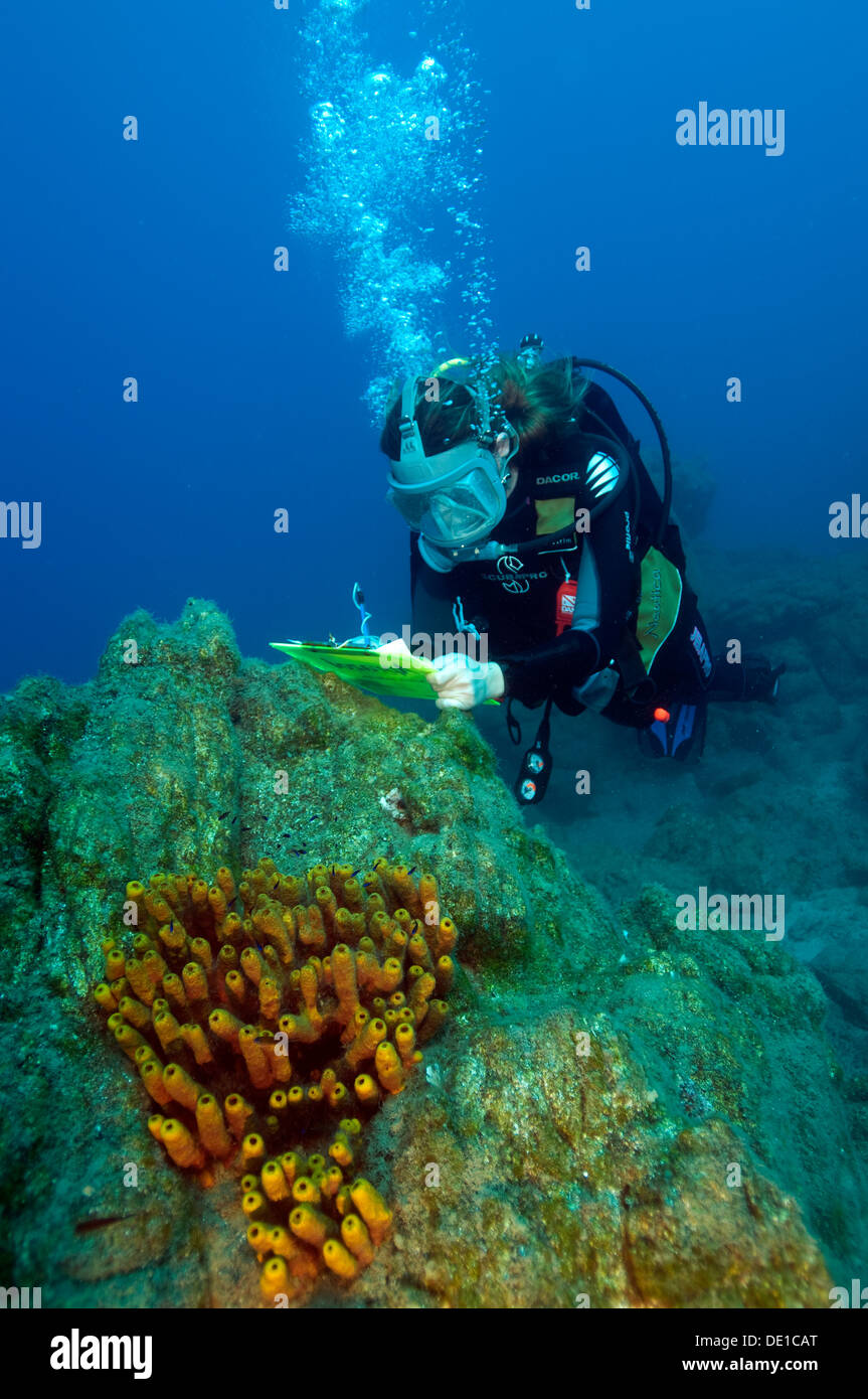 Transect Reef High Resolution Stock Photography and Images - Alamy