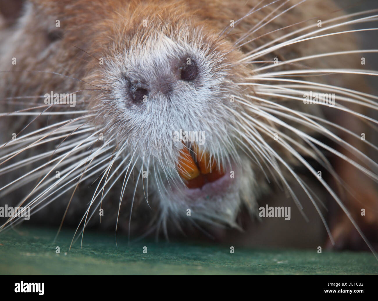 Portrait of a nutria Stock Photo - Alamy