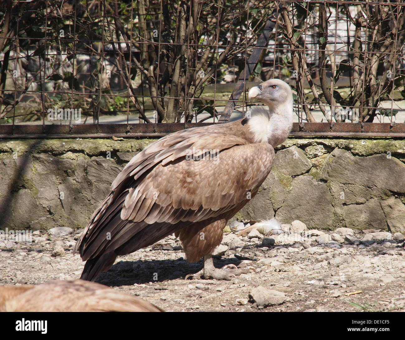 Vulture carcass rhinoceros hi-res stock photography and images - Alamy