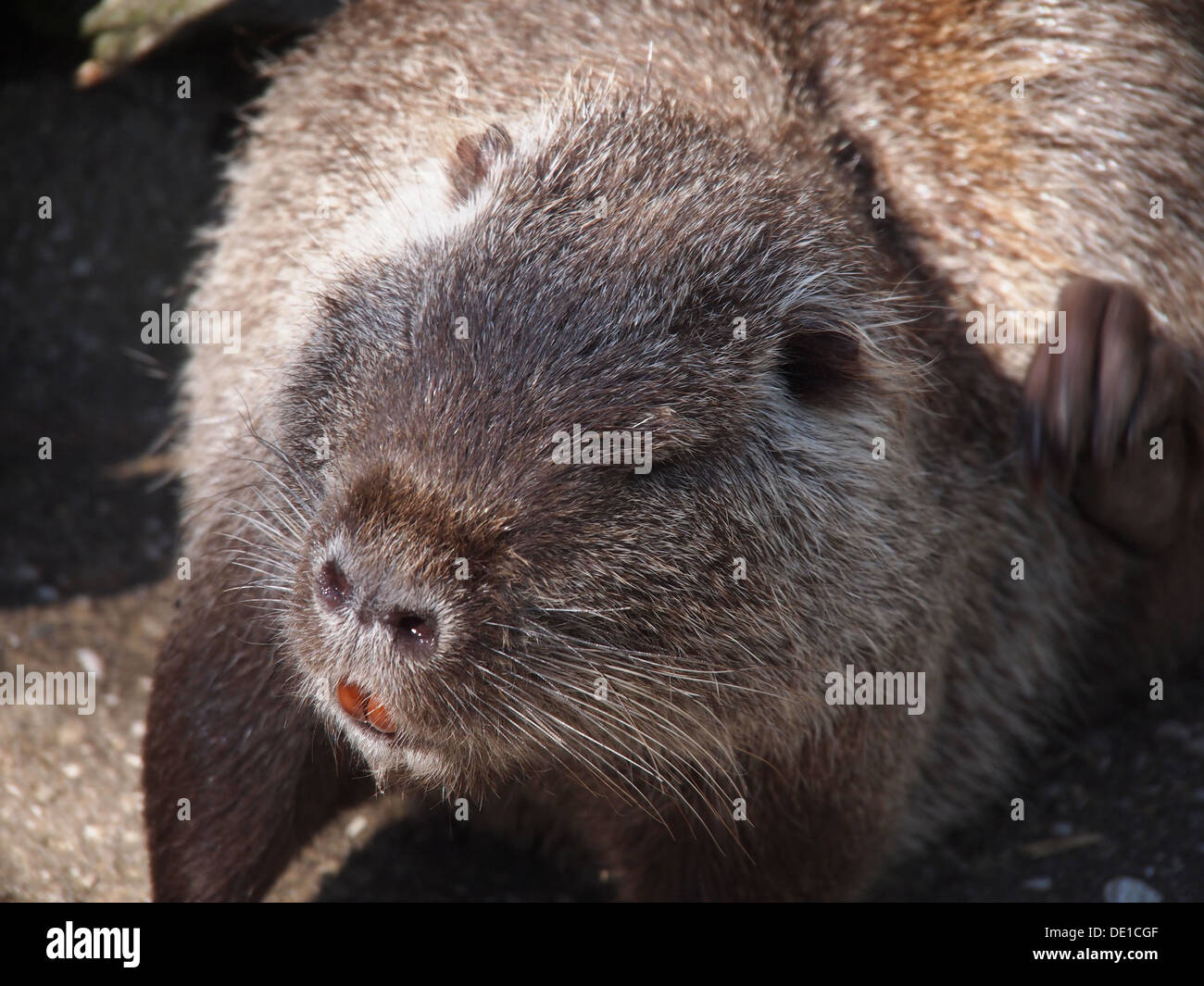 Portrait of a nutria Stock Photo - Alamy