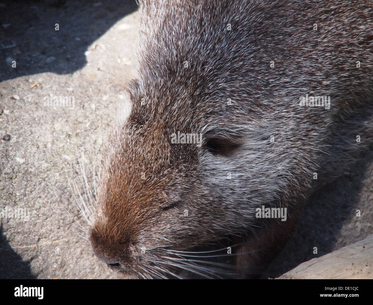 Portrait of a nutria Stock Photo - Alamy