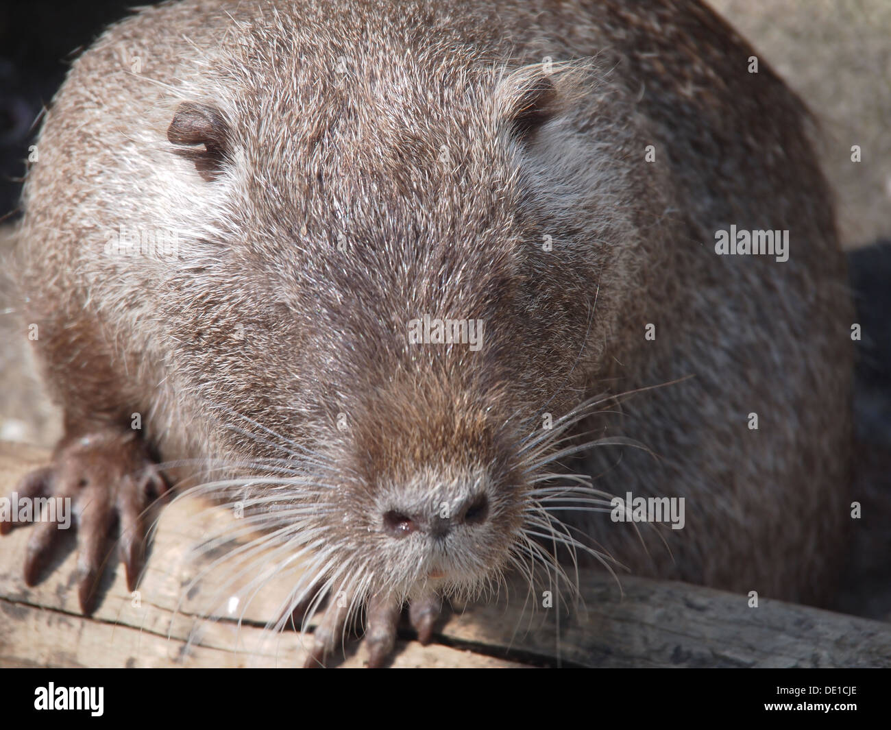 Portrait of a nutria Stock Photo - Alamy