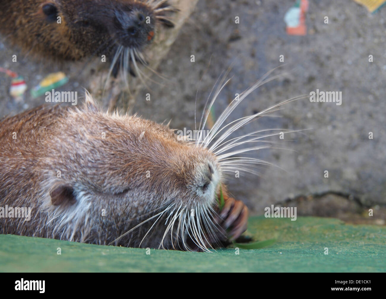 Portrait of a nutria Stock Photo - Alamy