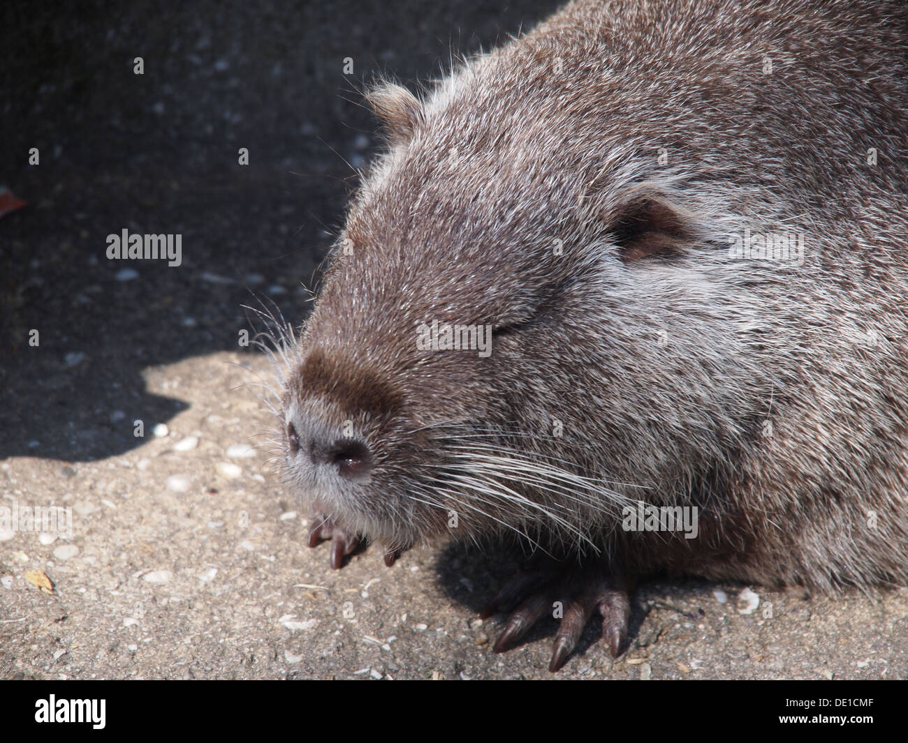 Nutria mouse beaver hi-res stock photography and images - Alamy
