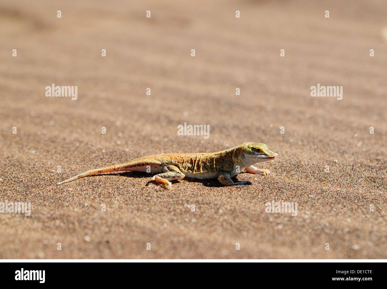 Reptiles lizards desert namibia hi-res stock photography and images - Alamy