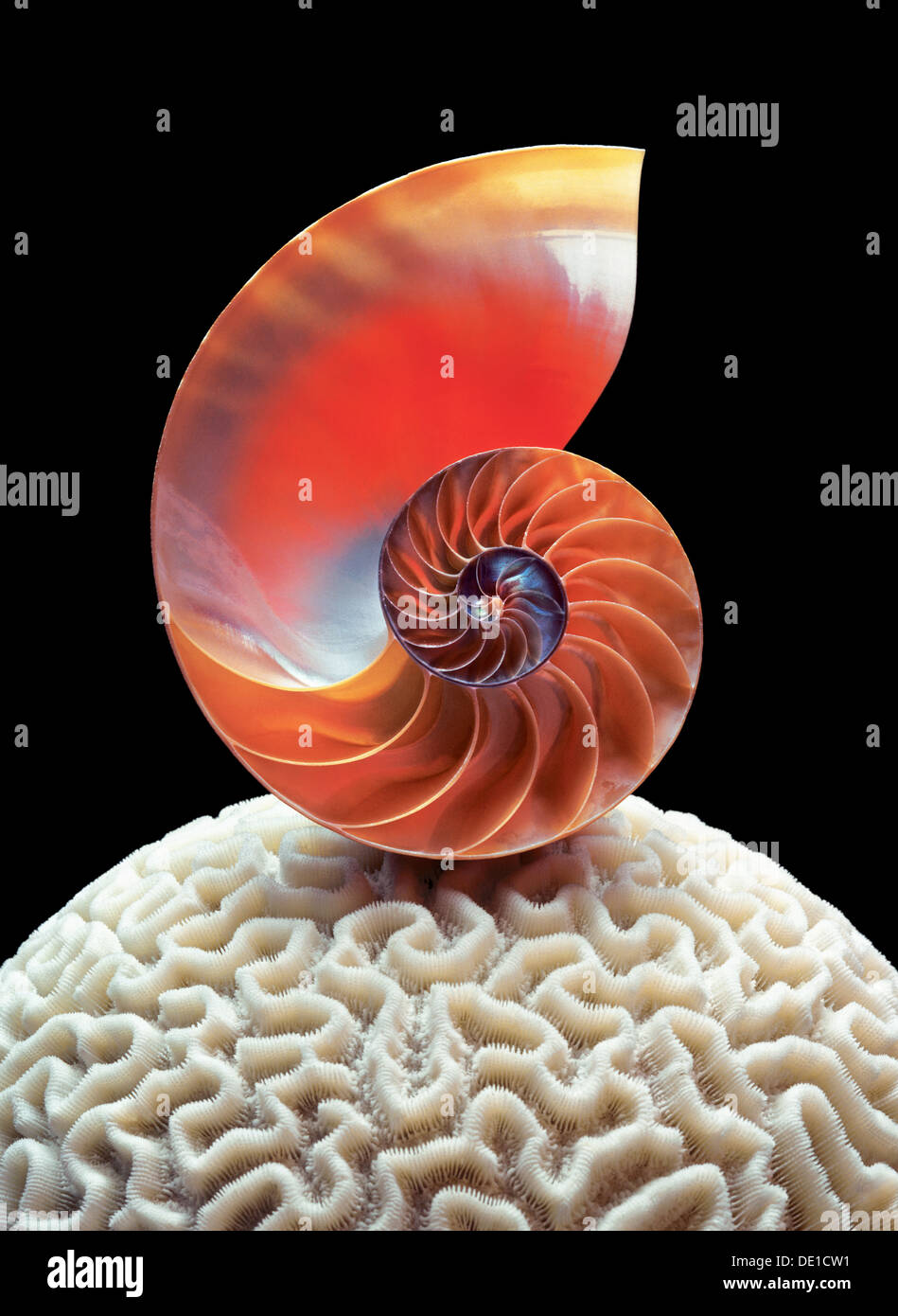 Nautilus shell on round coral Stock Photo - Alamy