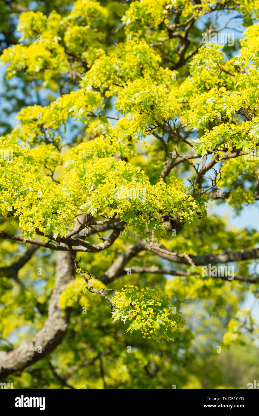 Tree leaves on clear summer hi-res stock photography and images - Alamy