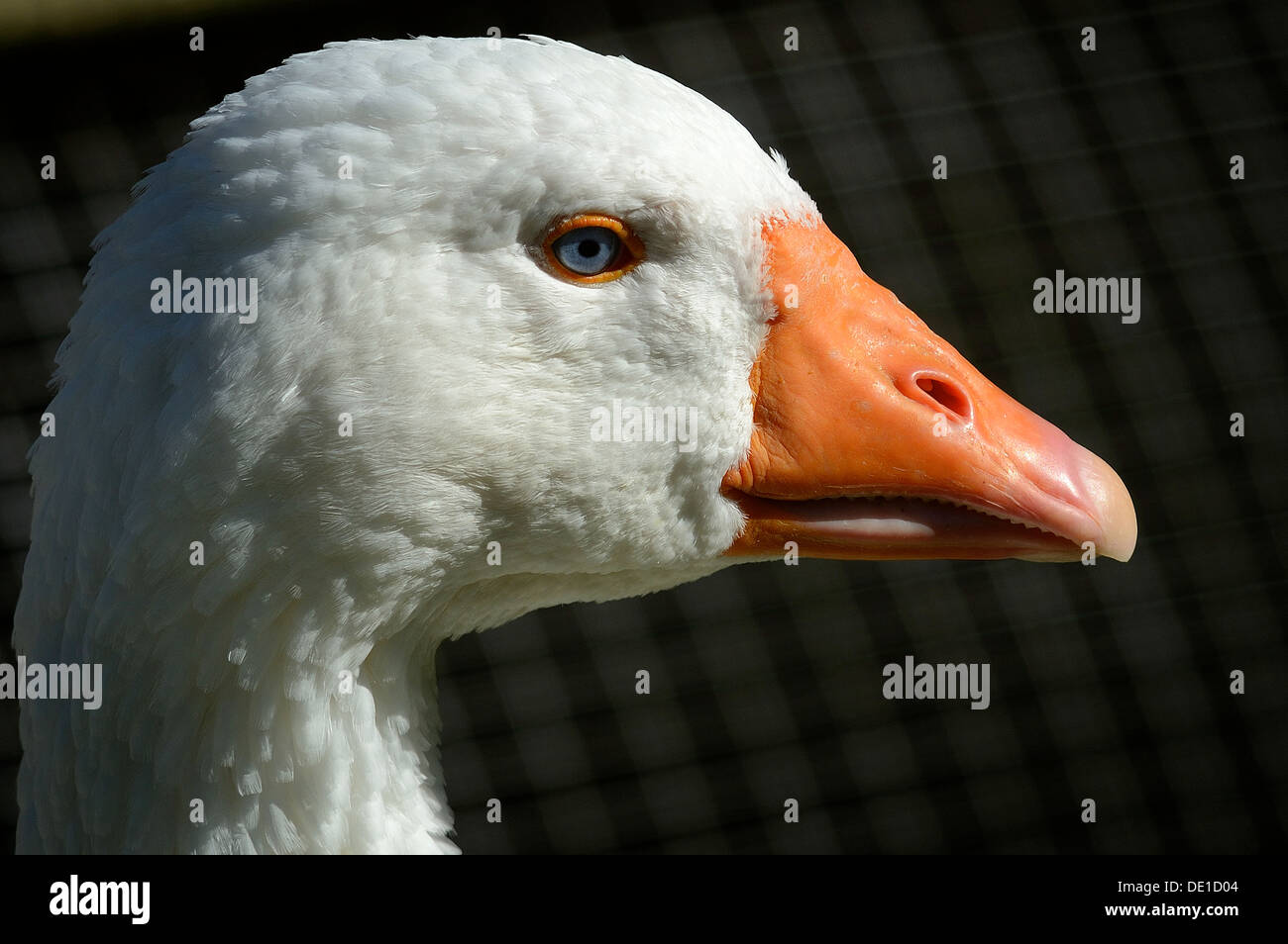A Close up of a head of a Goose Stock Photo - Alamy