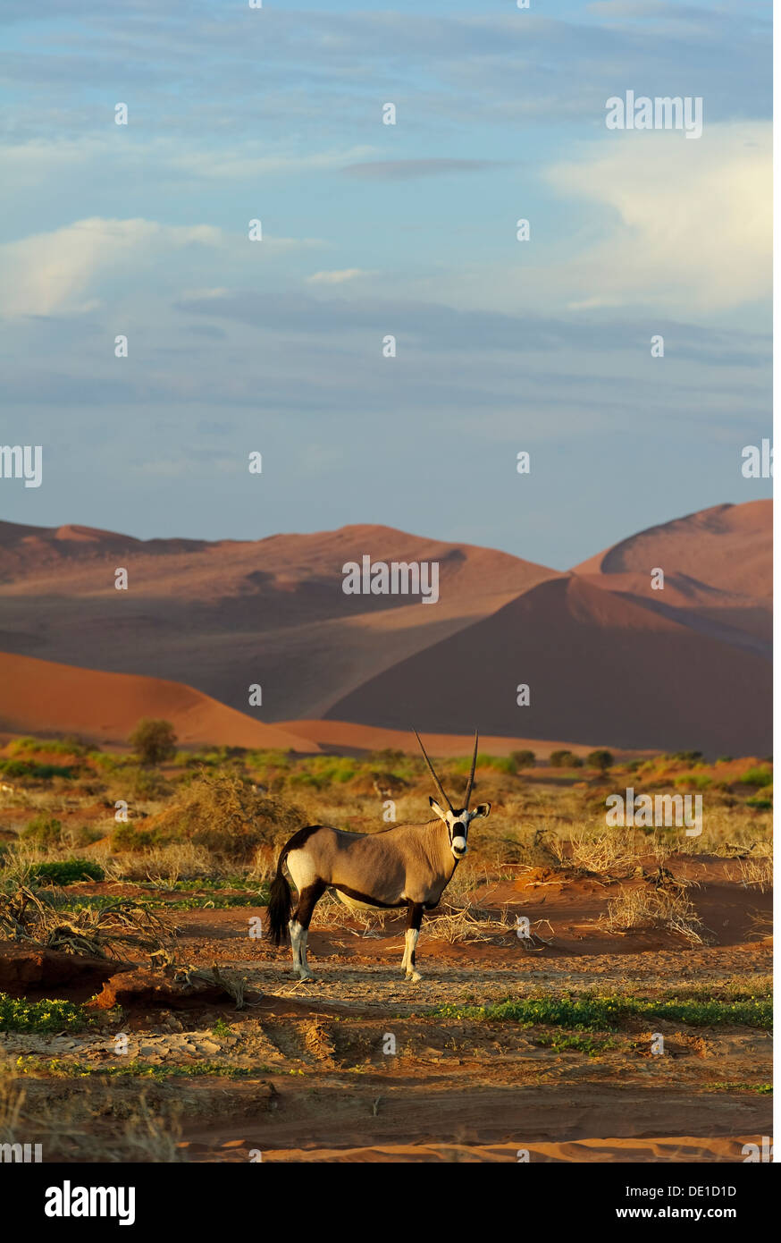 Buck near sossusvlei hi-res stock photography and images - Alamy