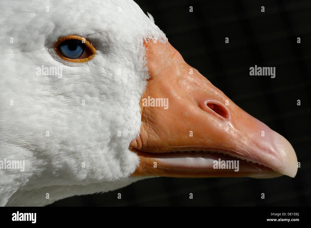 A Close up of a head of a Goose Stock Photo - Alamy