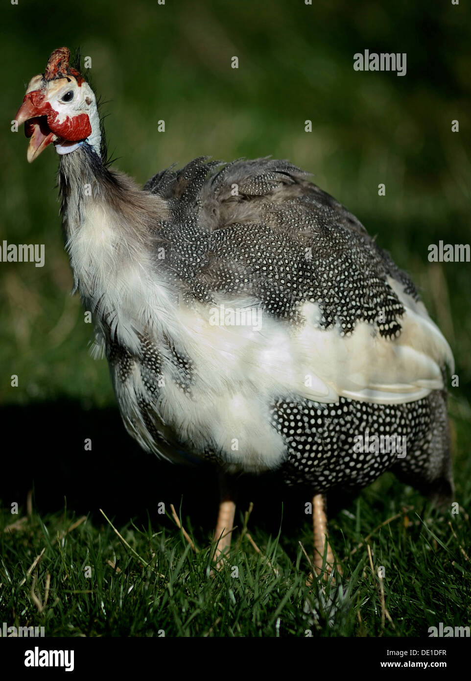 Guinea Fowl And Chicken High Resolution Stock Photography and Images ...
