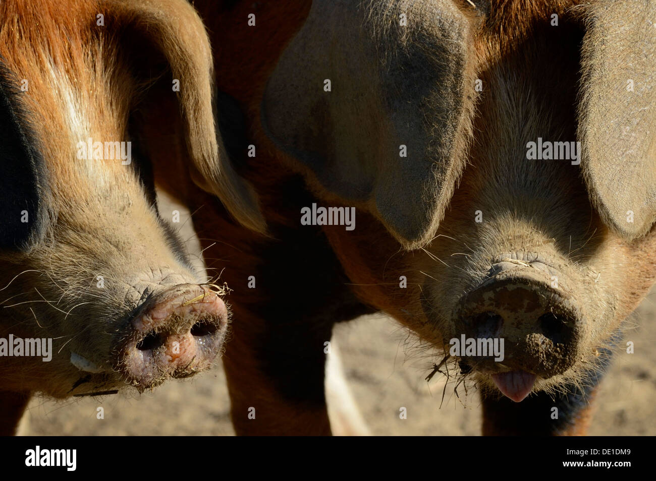 Pig tongue hi-res stock photography and images - Alamy