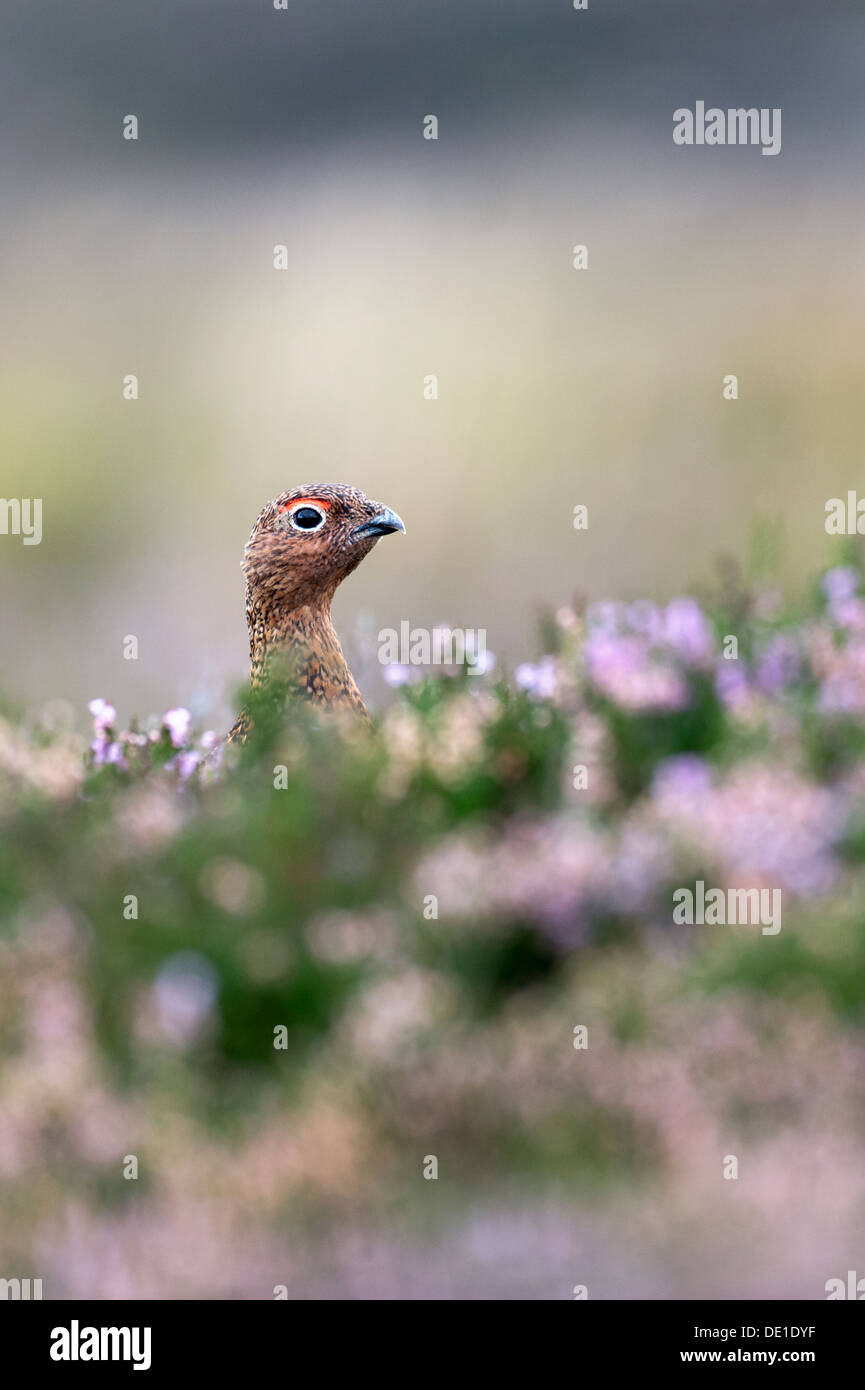 Grouse mountain flower hi-res stock photography and images - Alamy