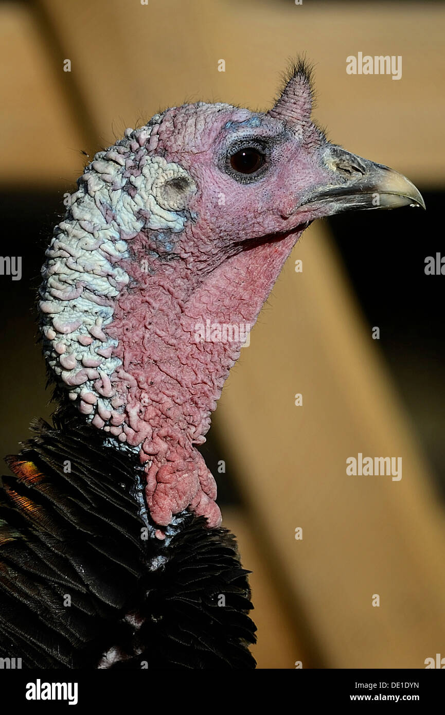 Turkey blue head red hi-res stock photography and images - Alamy