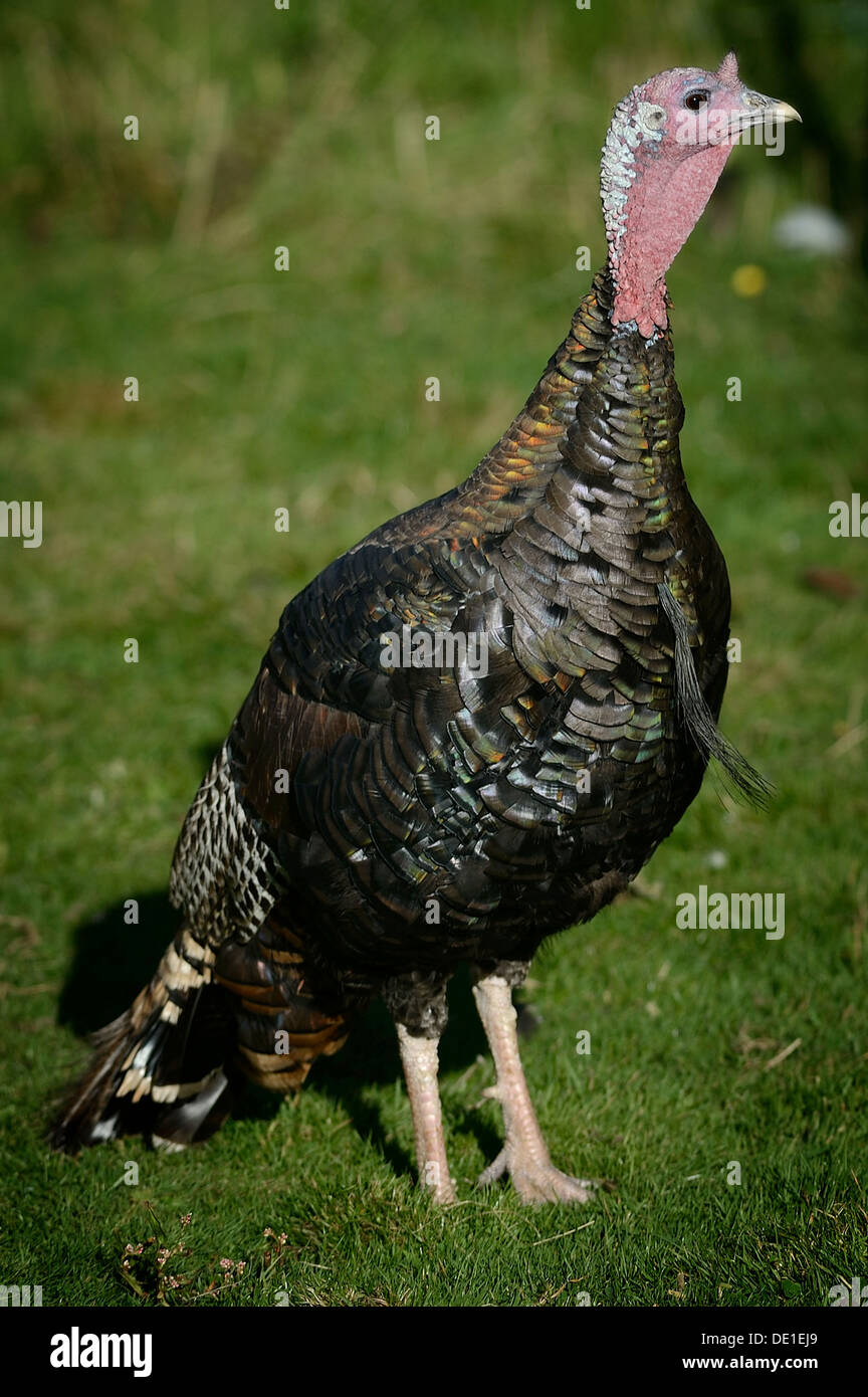 Turkey in a field hi-res stock photography and images - Alamy