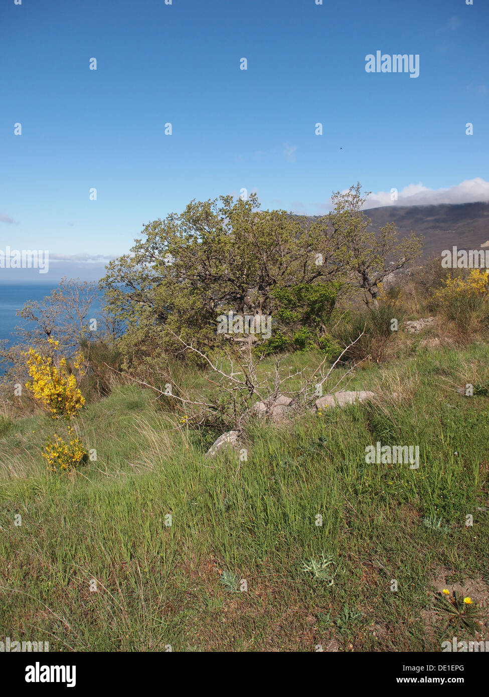 tree, sky and rock Stock Photo - Alamy