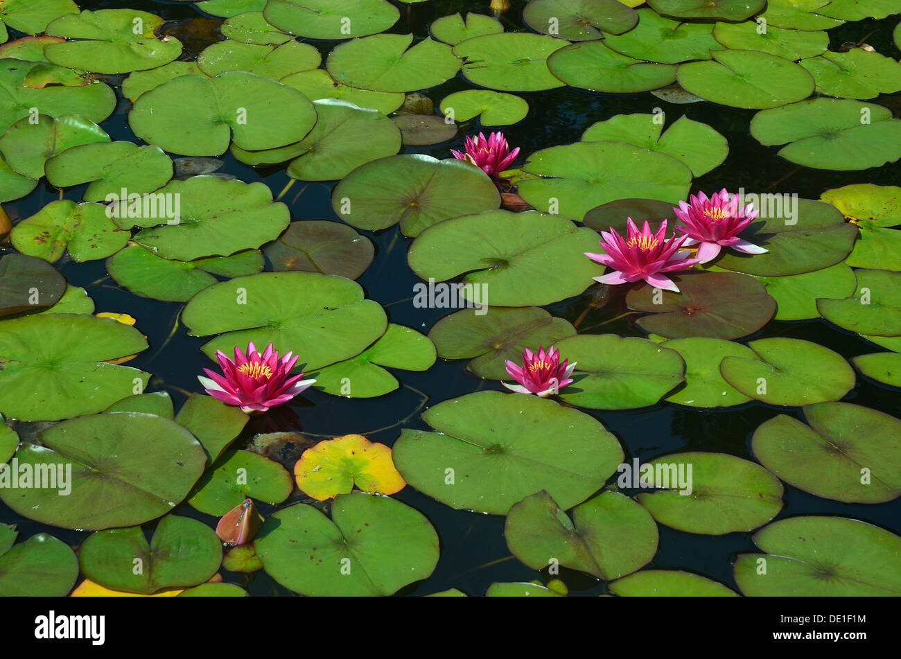 Aquatic pond flora fauna hi-res stock photography and images - Alamy