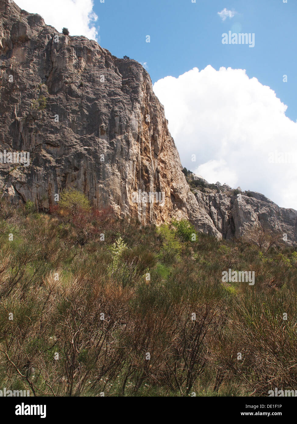 tree, sky and rock Stock Photo - Alamy