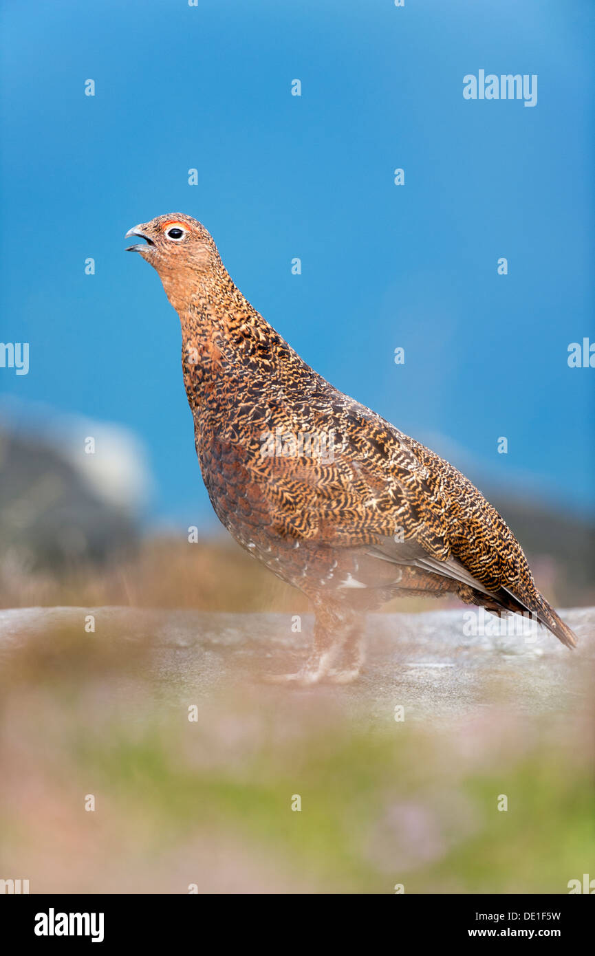 Male red grouse in breeding hi-res stock photography and images - Alamy