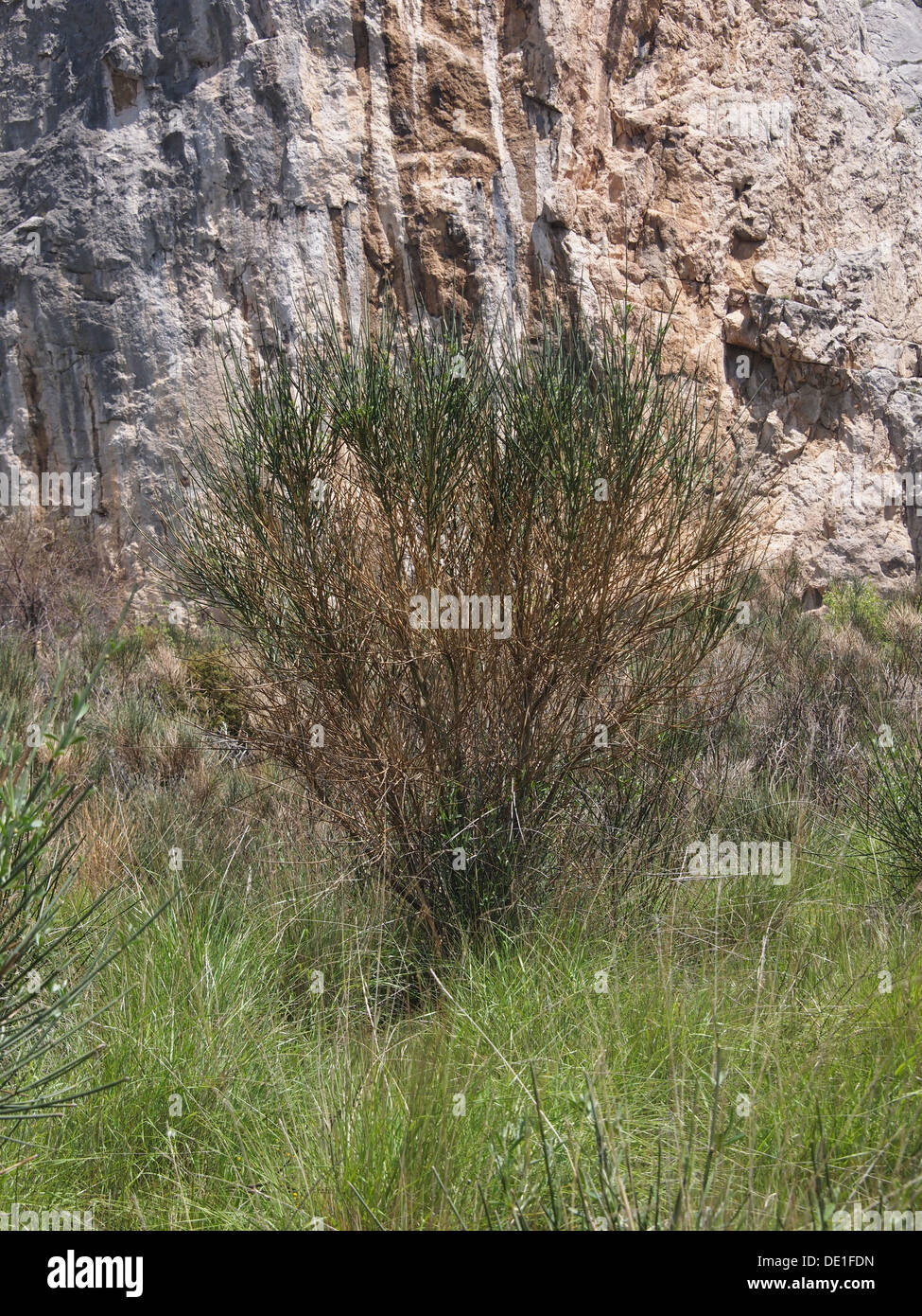 tree and rock Stock Photo - Alamy