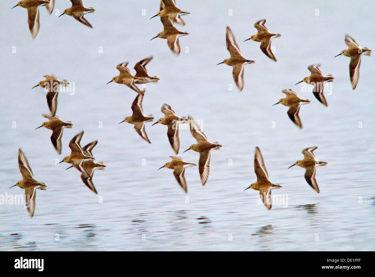 Dunlin,feeding,resting and flying in the South Carolina lowcountry ...