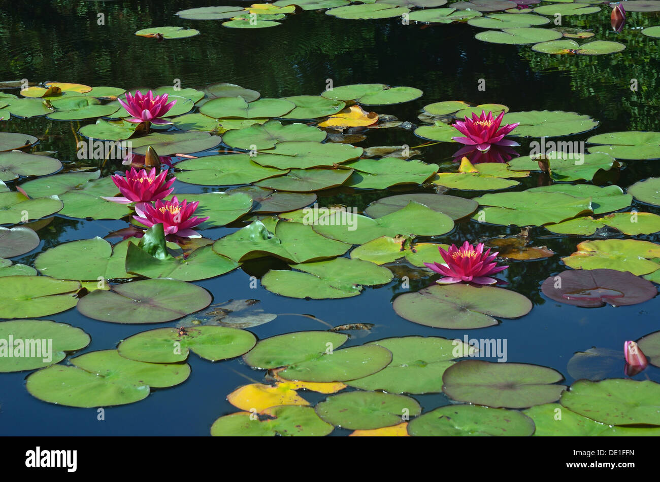 Aquatic pond flora fauna hi-res stock photography and images - Alamy