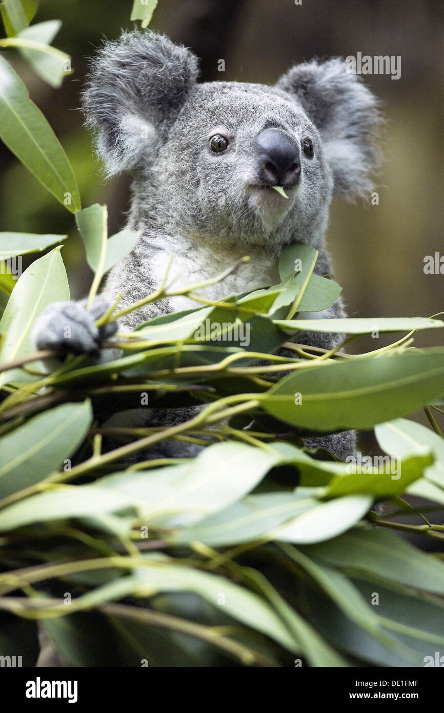 Eucalyptus herbivore herbivorous koala hi-res stock photography and ...