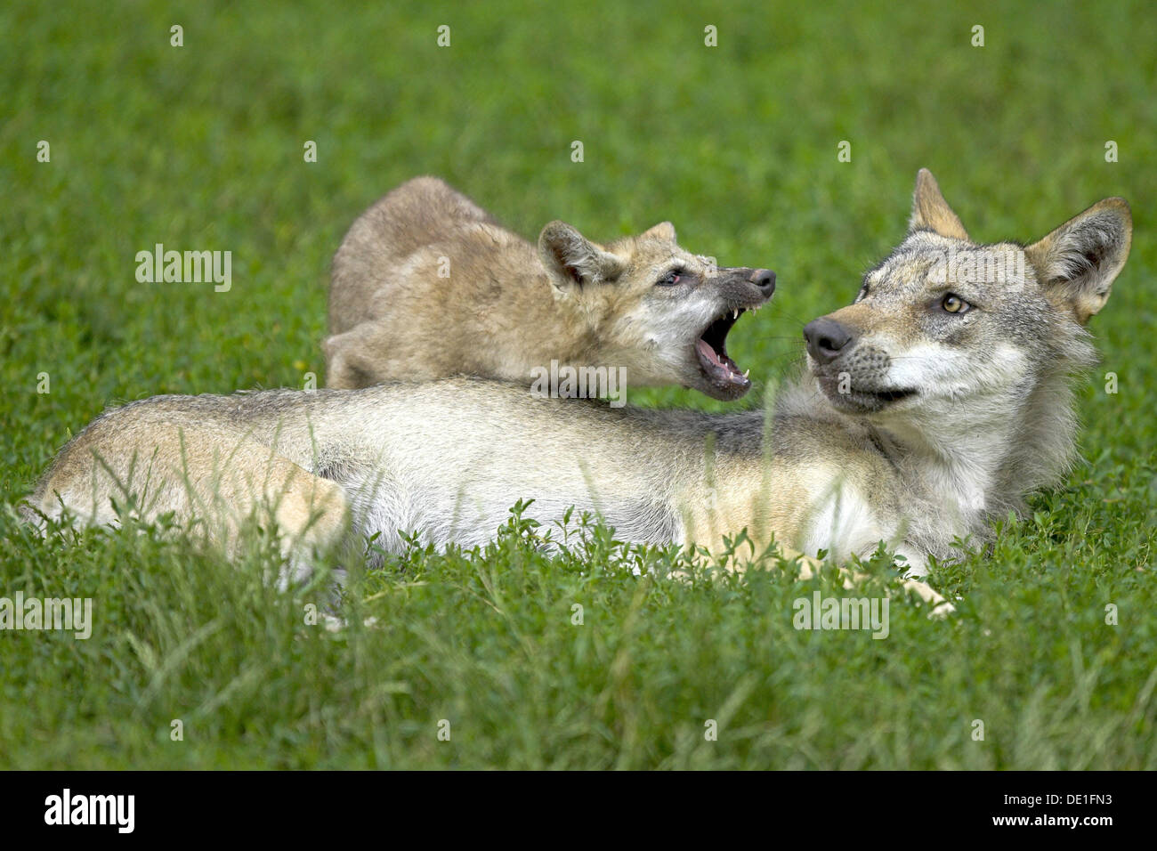 Wolf cub captive not zoo hi-res stock photography and images - Alamy