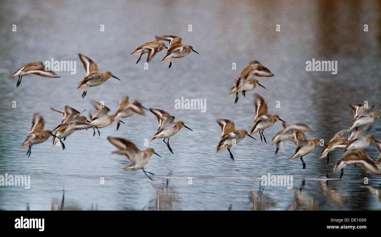 Dunlin,feeding,resting and flying in the South Carolina lowcountry ...