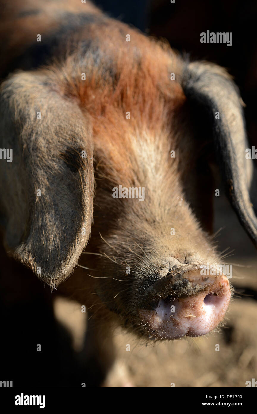 A Portrait of a Pig on Farm Stock Photo - Alamy