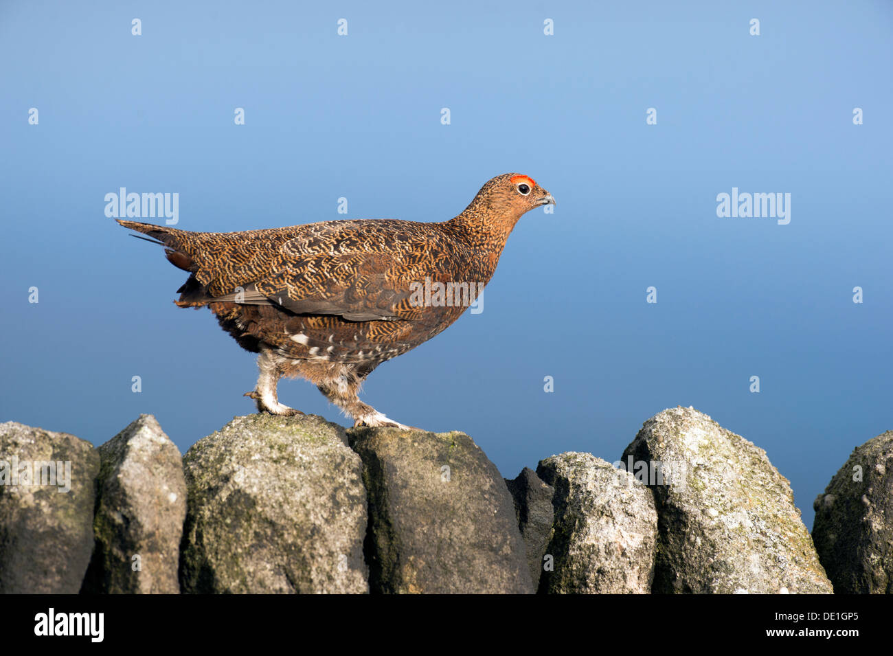 The red grouse hi-res stock photography and images - Alamy