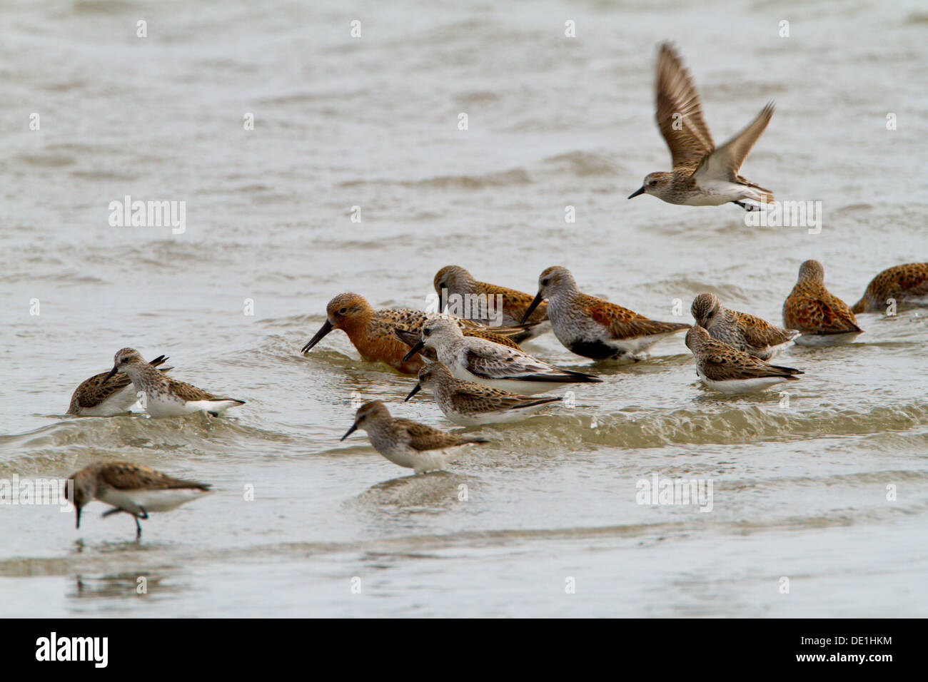 Red Knot and other shorebirds feeding in surf Stock Photo - Alamy