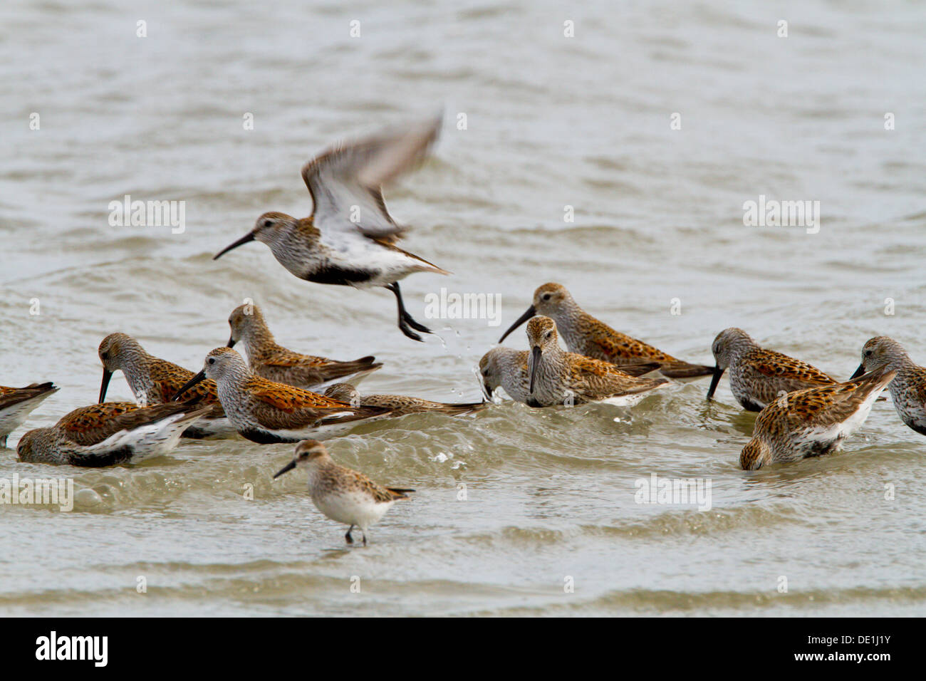 Red Knot and other shorebirds feeding in surf Stock Photo - Alamy