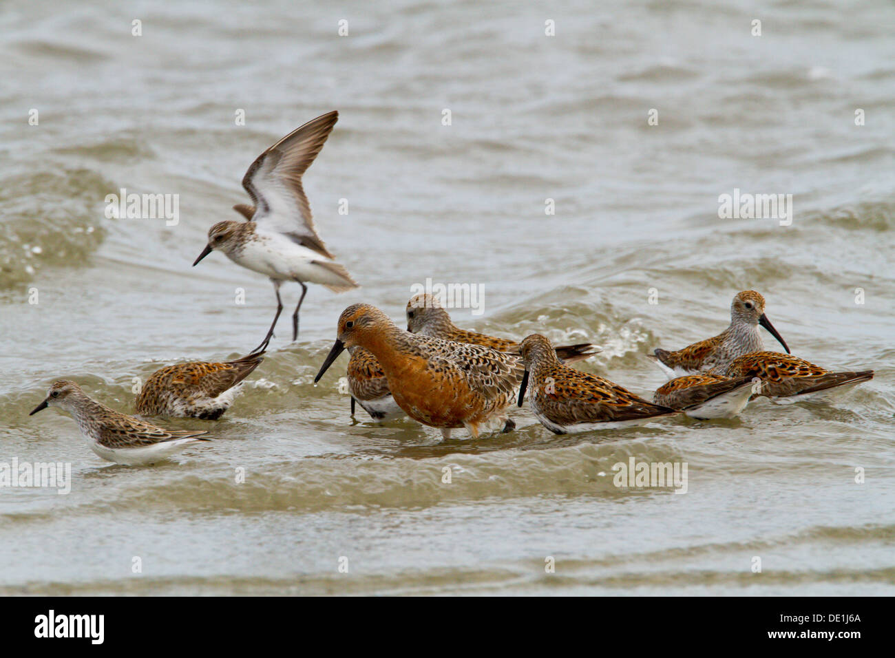 Shorebirds hi-res stock photography and images - Alamy