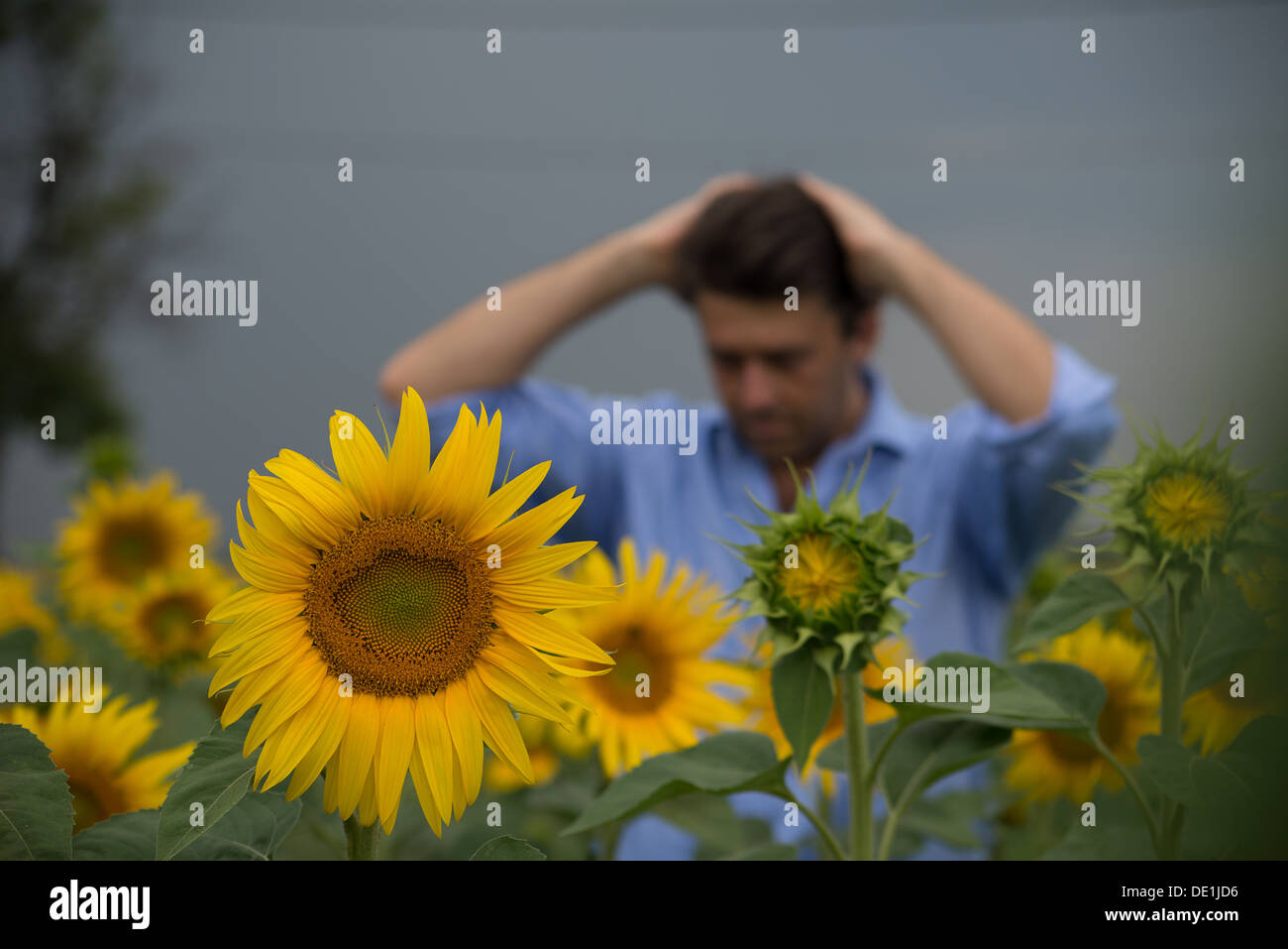 Man sunflower hi-res stock photography and images - Alamy