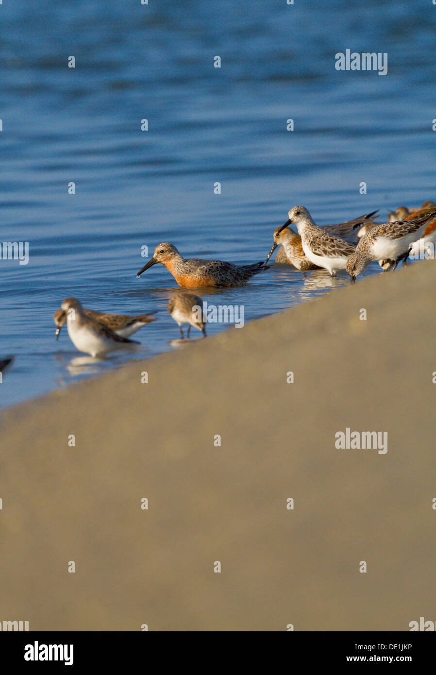 Red Knot and Dunlin feeding @ beach Stock Photo - Alamy
