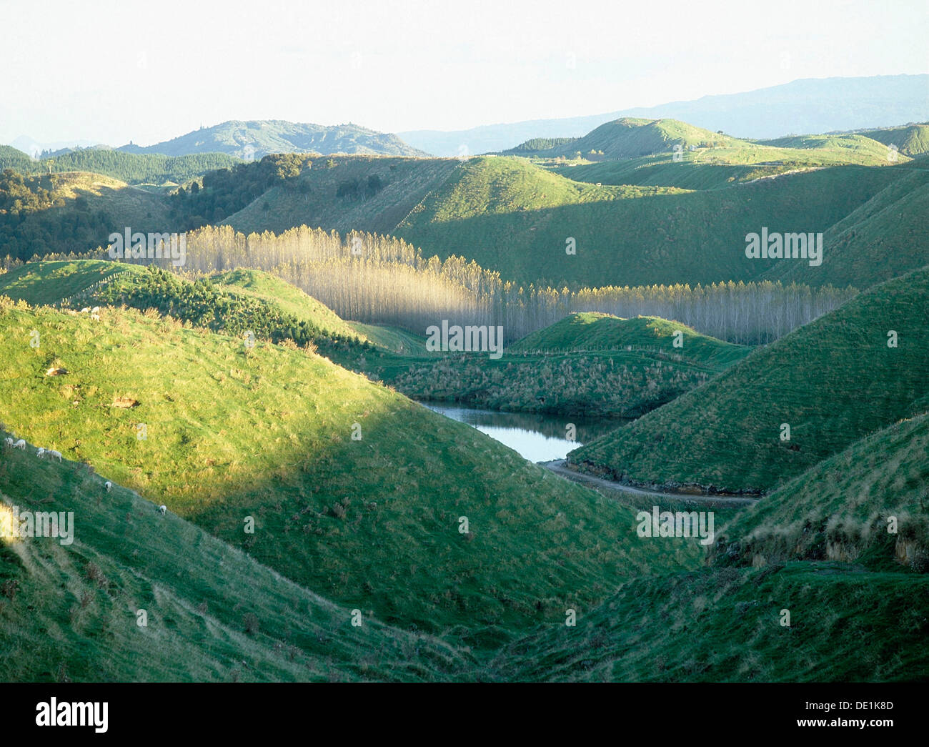 Kaimai Stock Photos & Kaimai Stock Images - Alamy