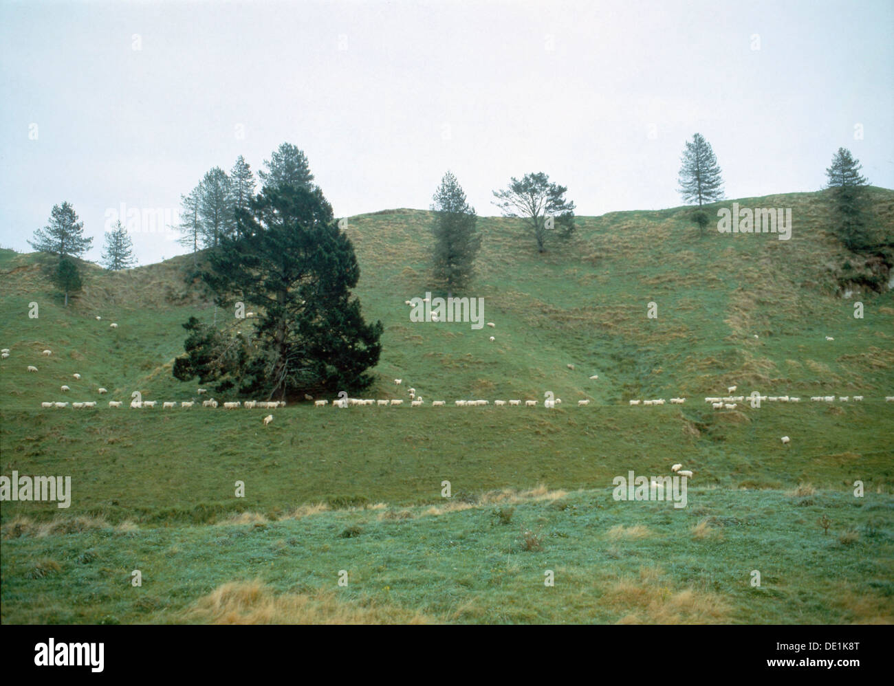 Sheep path line hi-res stock photography and images - Alamy