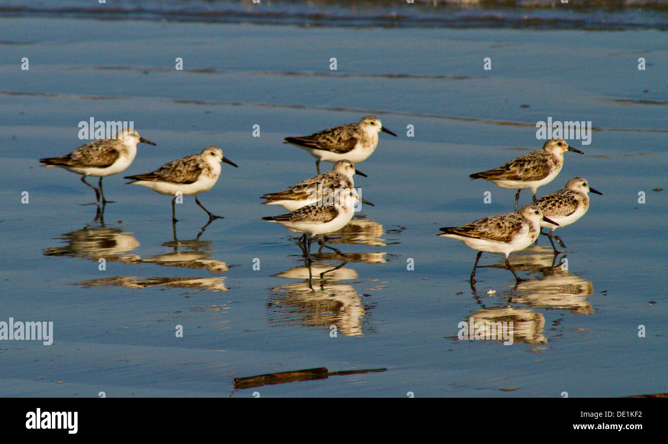 Sandering feeding in surf Stock Photo - Alamy