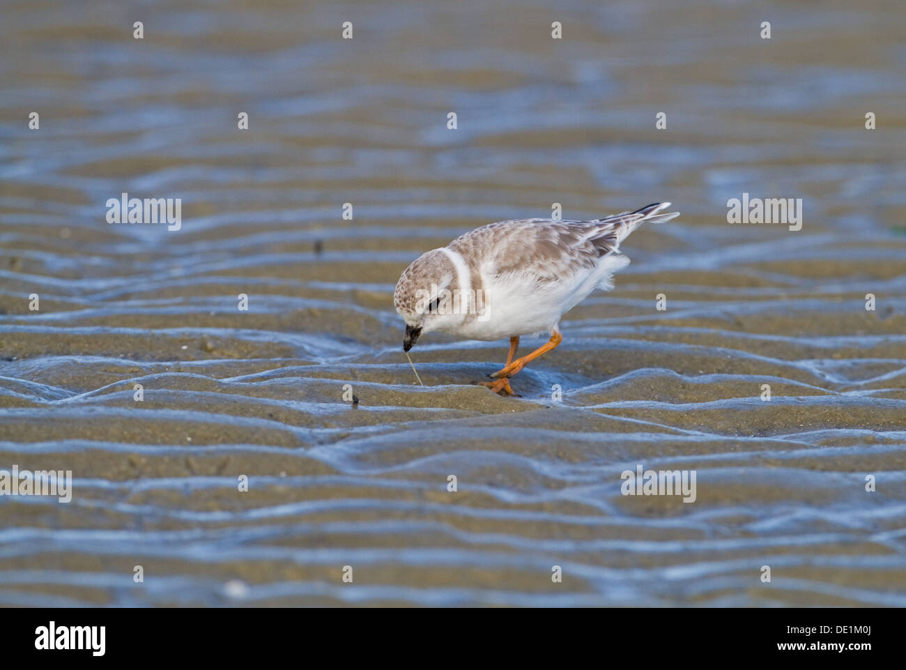Piping Plover feeding on sandbar Stock Photo - Alamy
