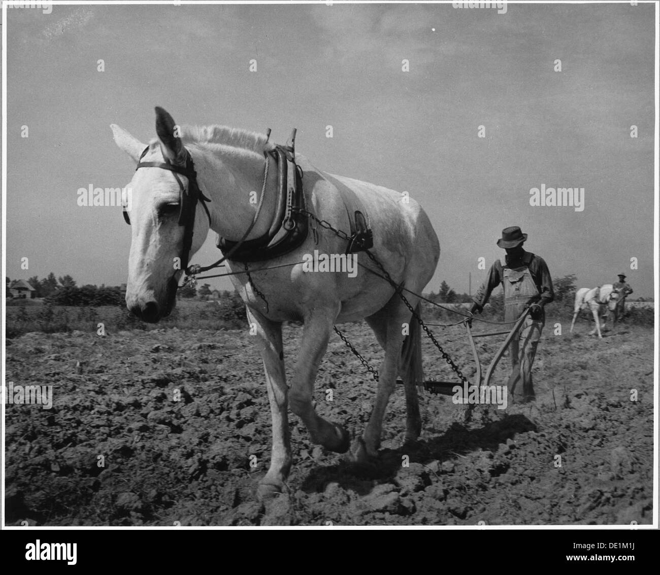 Locally grown corn Black and White Stock Photos & Images - Alamy