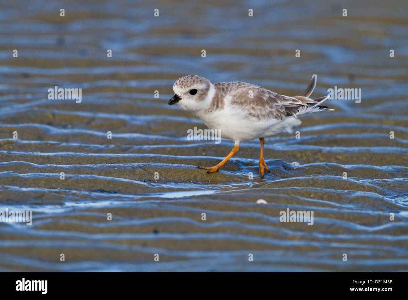 Piping Plover feeding on sandbar Stock Photo - Alamy