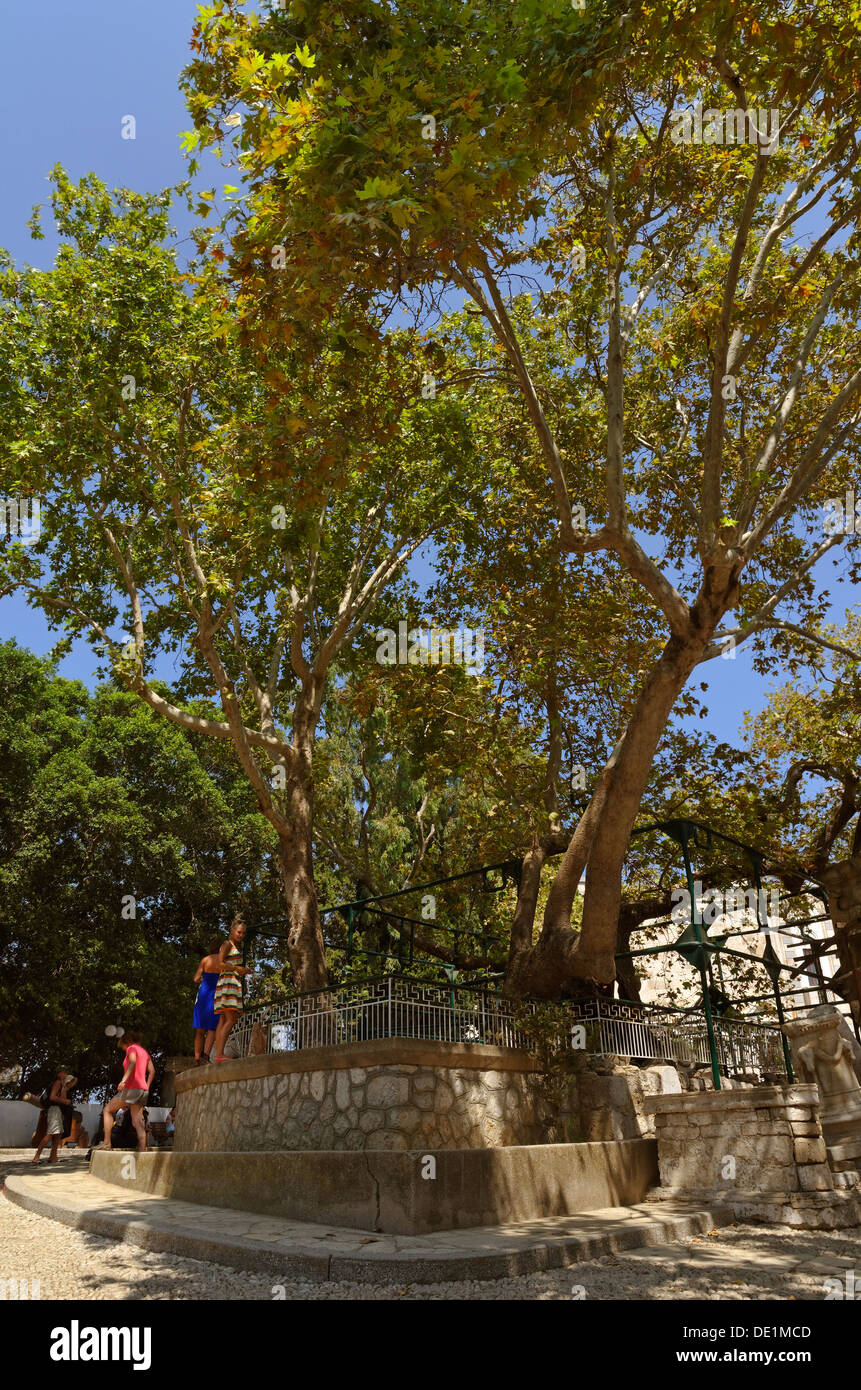 Hippocrates plane tree kos city hi-res stock photography and images - Alamy