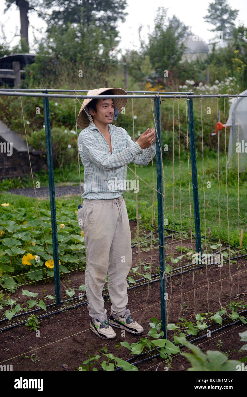yale university student Timothy Le, '14, works for the summer at Yale's ...